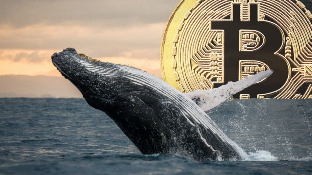 Les baleines du bitcoin accumulent à chaque baisse de prix : un rallye vers 100 000+ imminent